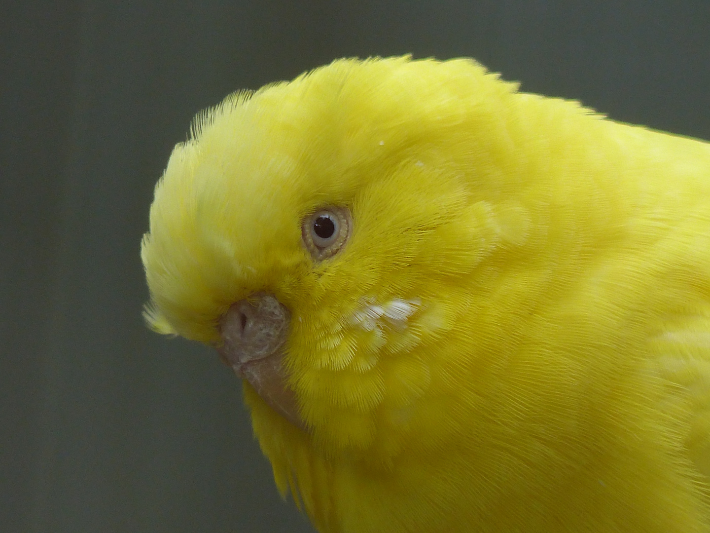 - Der gelbe - Foto & Bild | tiere, zoo, wildpark & falknerei, vögel ...