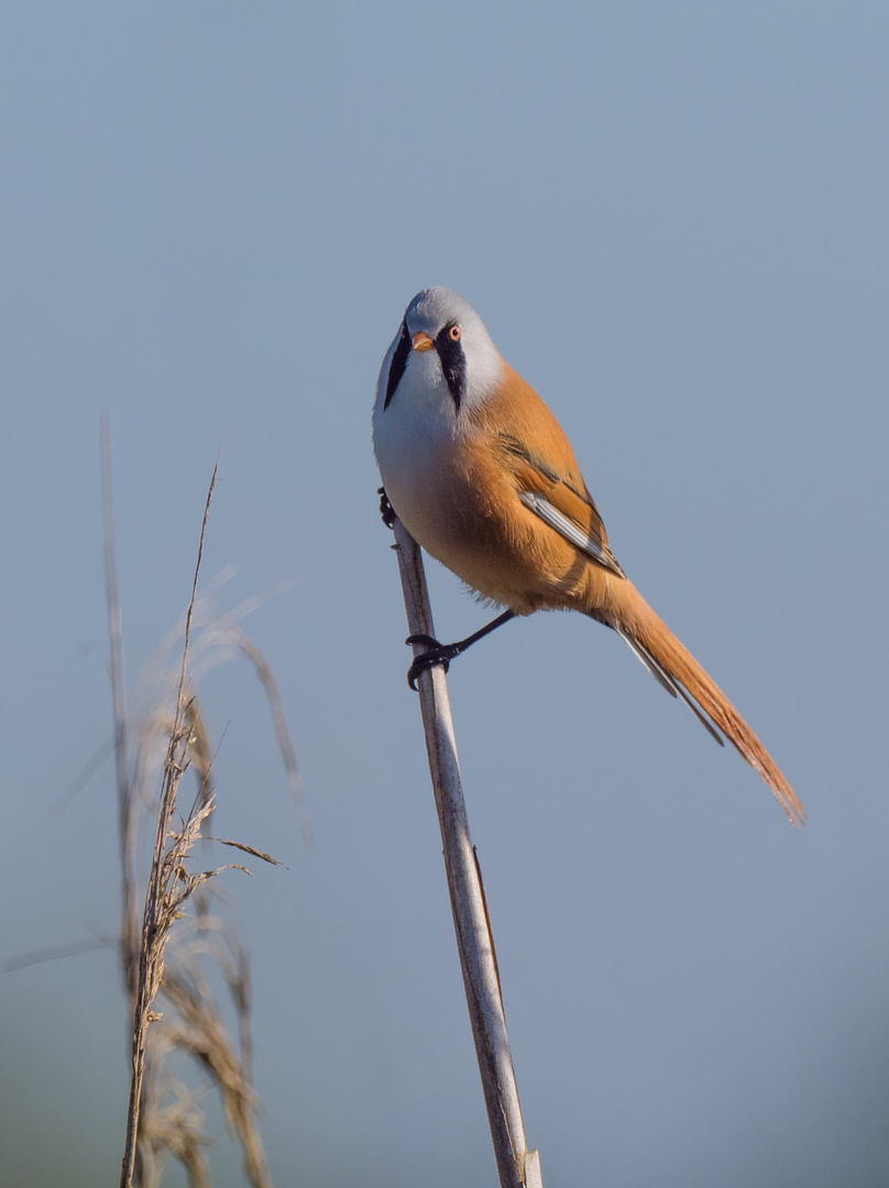 Der gepflegte Bart. Foto & Bild | tiere, wildlife, wild lebende vögel ...