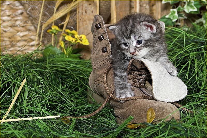 Der gestiefelte Kater... Foto & Bild | tiere, haustiere, katzen Bilder auf fotocommunity