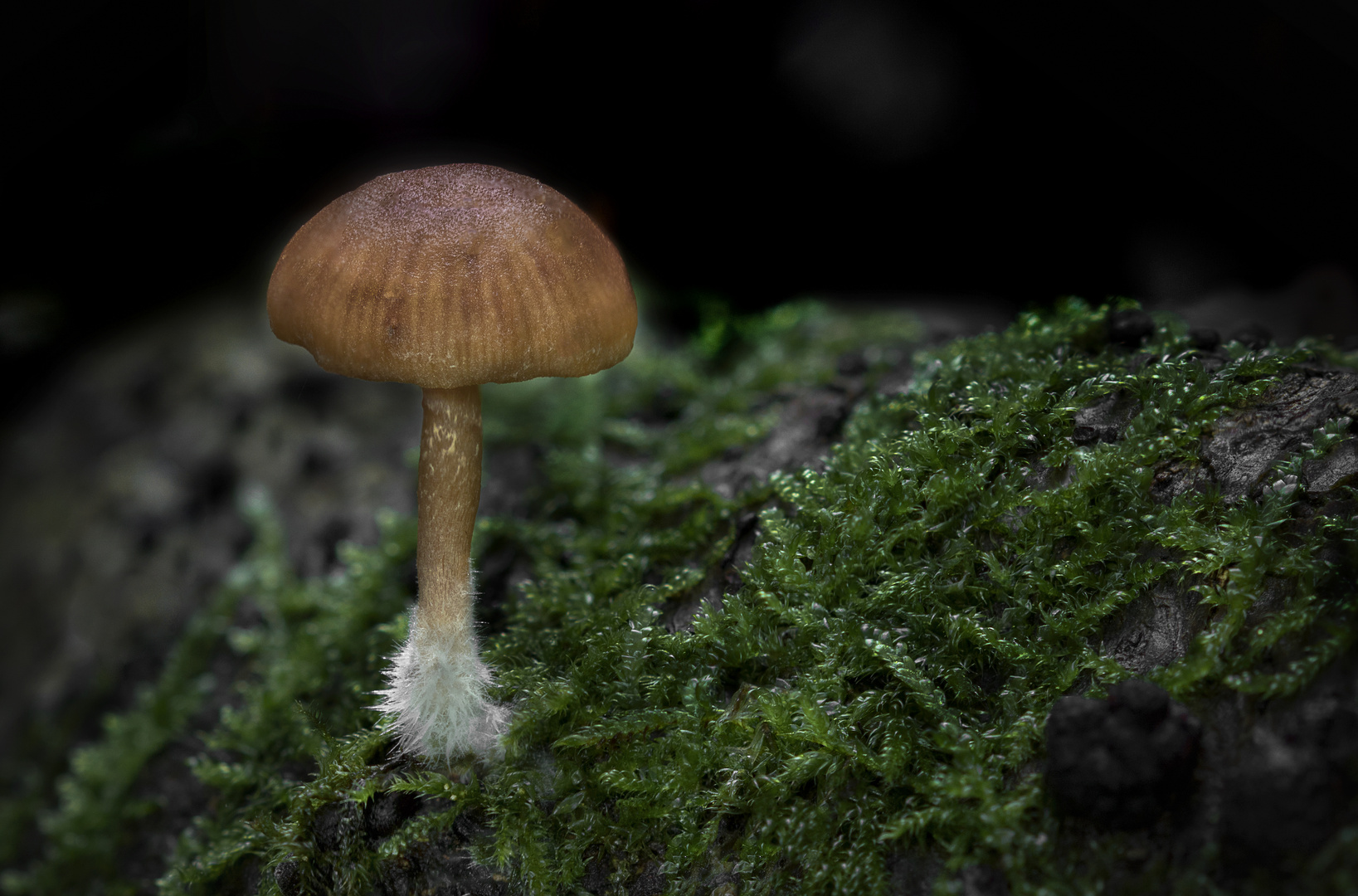 Der Giftzwerg Foto & Bild | canon, natur, pilz Bilder auf fotocommunity