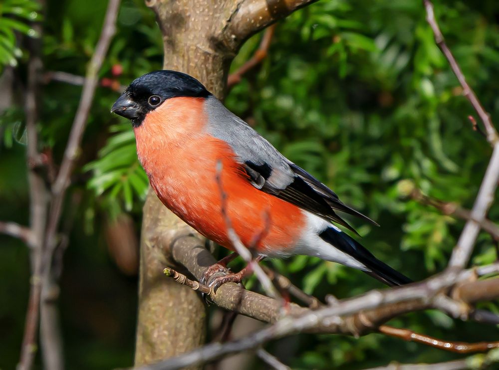der Gimpel (Dompfaff) Foto & Bild | tiere, wildlife, wild lebende vögel ...
