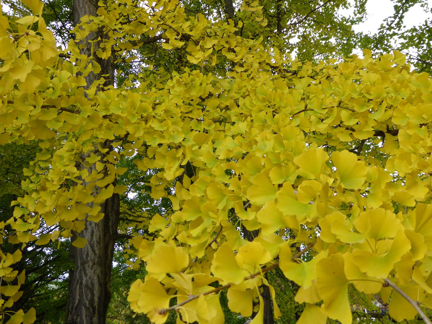 Der Ginkgo strahlt wieder golden... Foto & Bild | natur, spezial ...