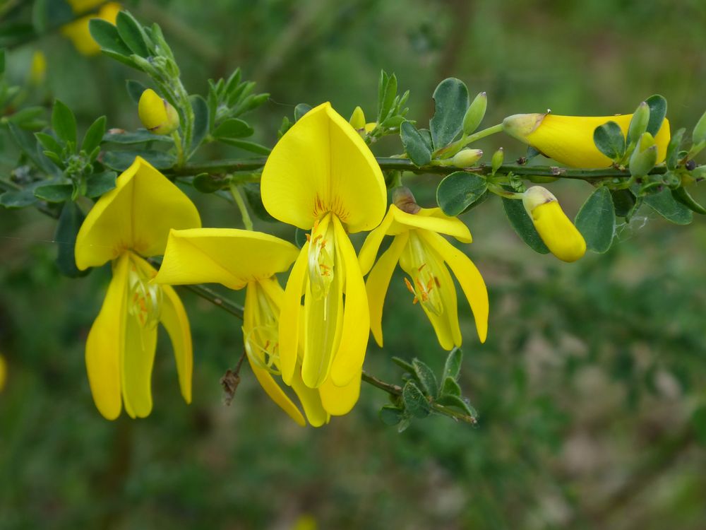 Der Ginster blüht Foto & Bild | pflanzen, pilze & flechten, blüten ...