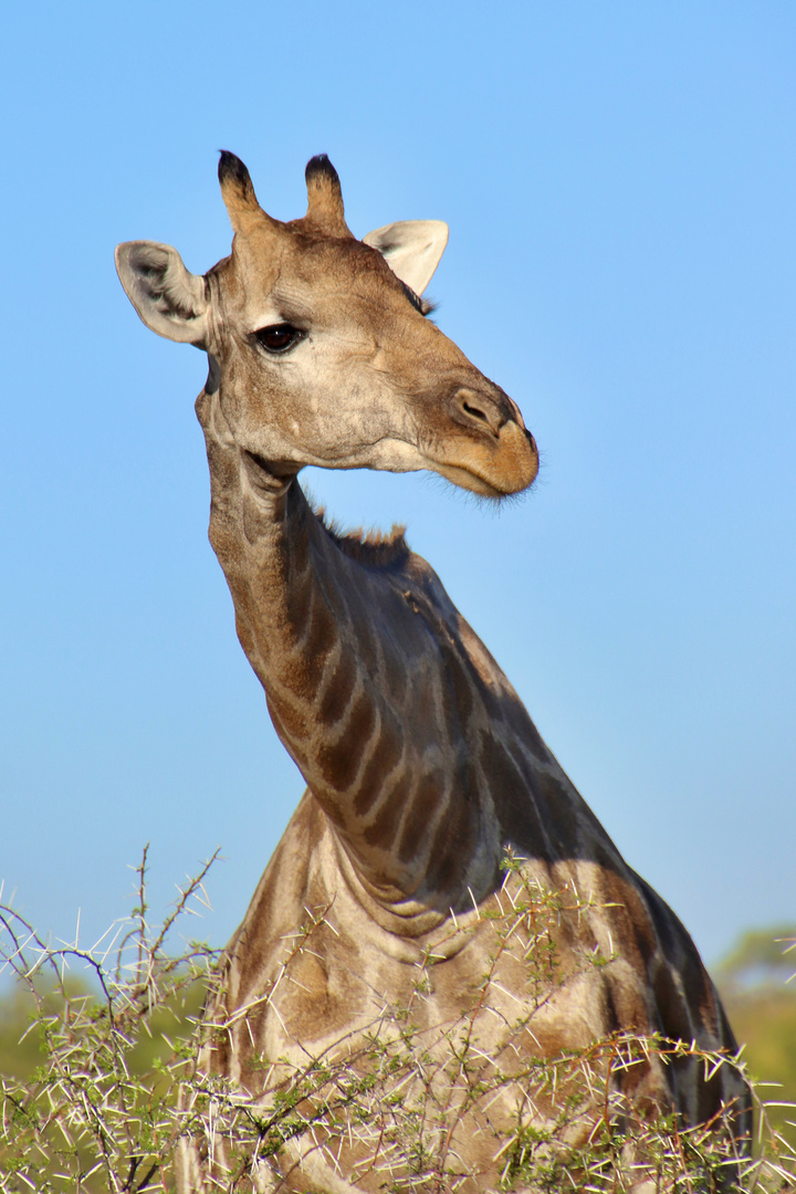 Der Girald Foto & Bild | world, natur, namibia Bilder auf fotocommunity