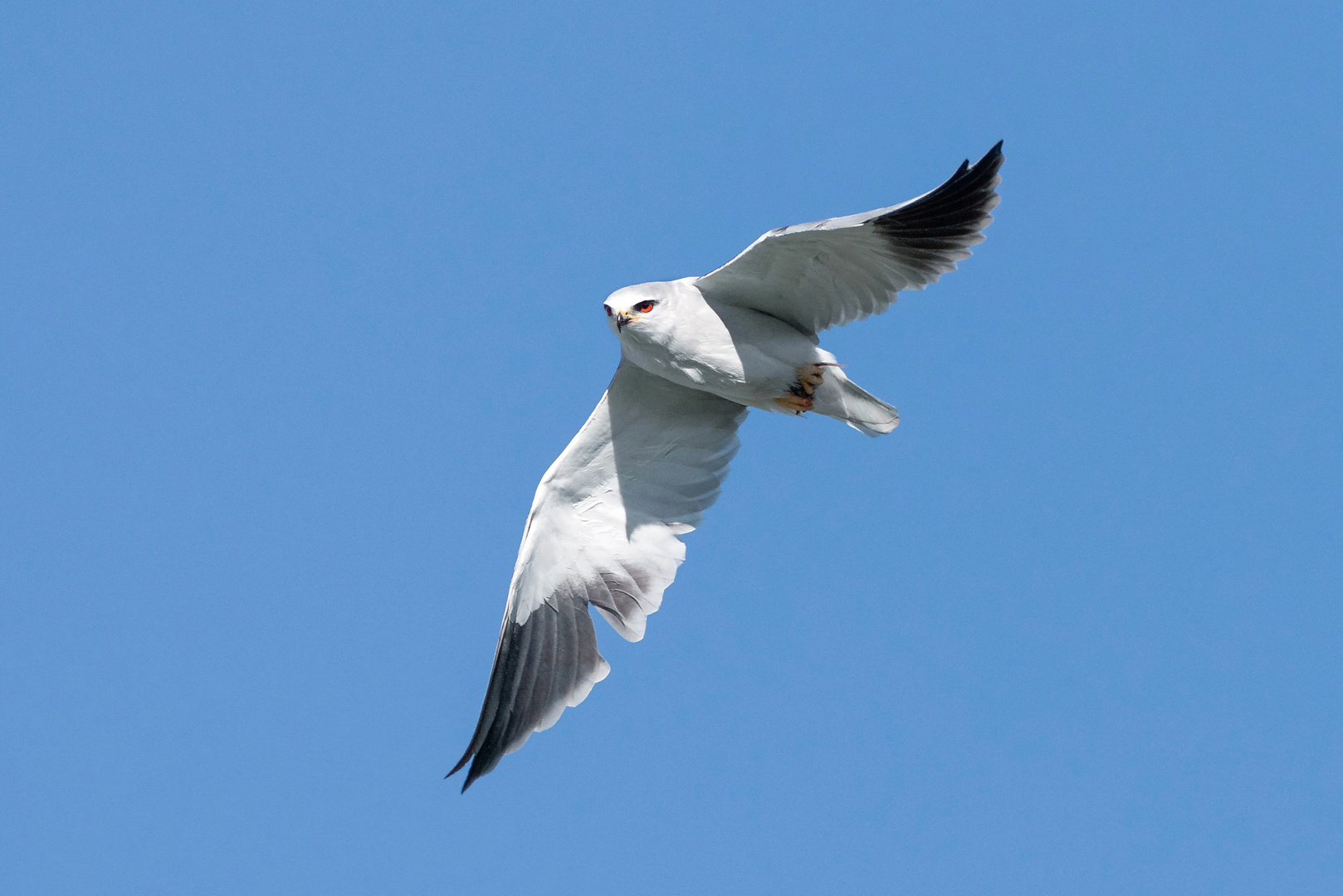 Der Gleitaar... Foto & Bild | canon, natur, greifvogel Bilder auf ...