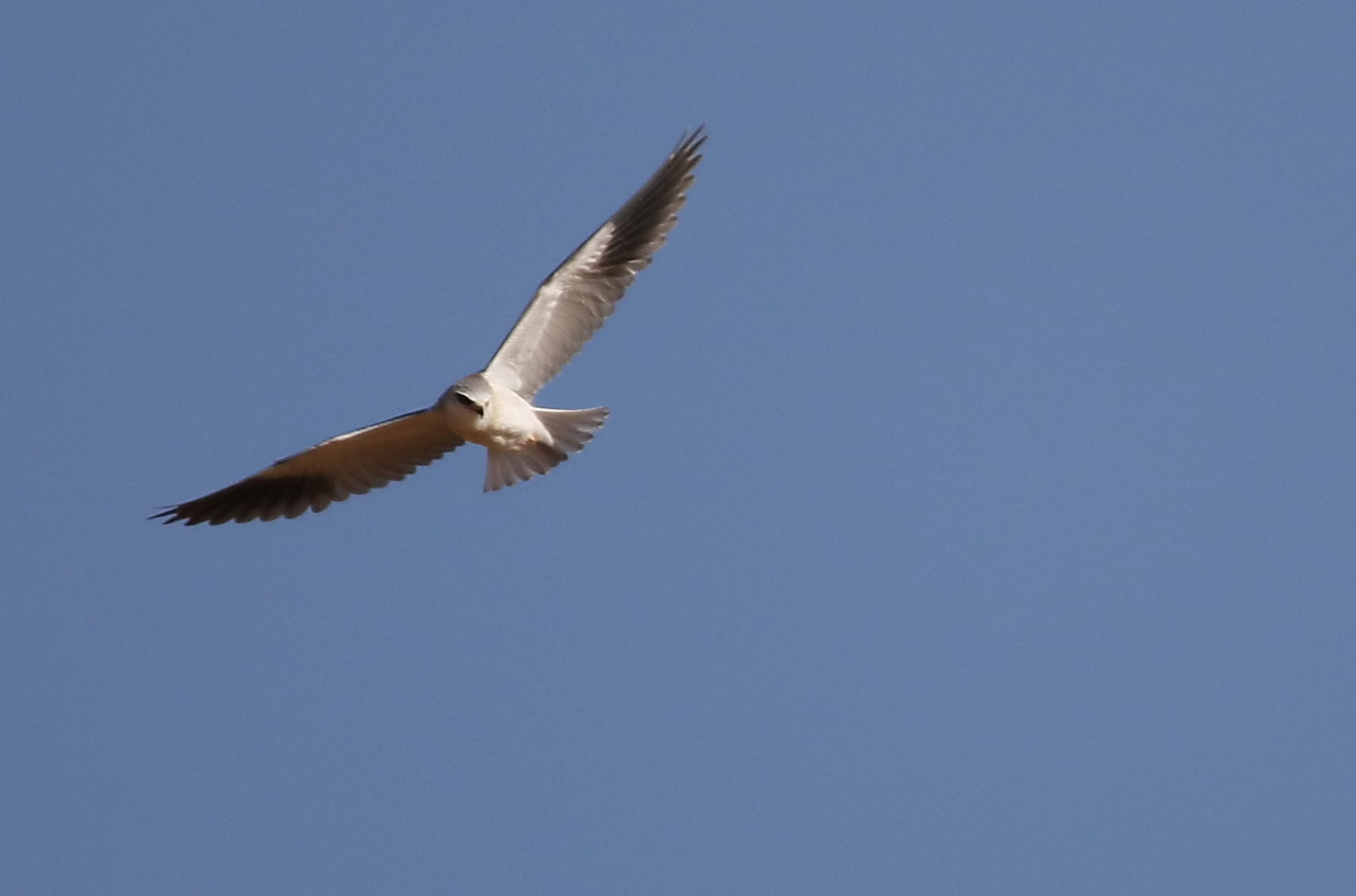 ...der Gleitaar Nr.2 (Doku).... Foto & Bild | natur, tiere, vögel ...