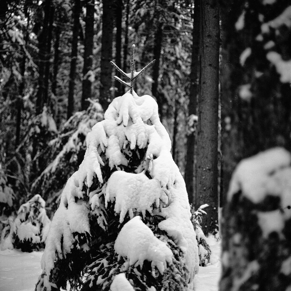 Der Gnom Foto & Bild | art, world, spezial Bilder auf fotocommunity