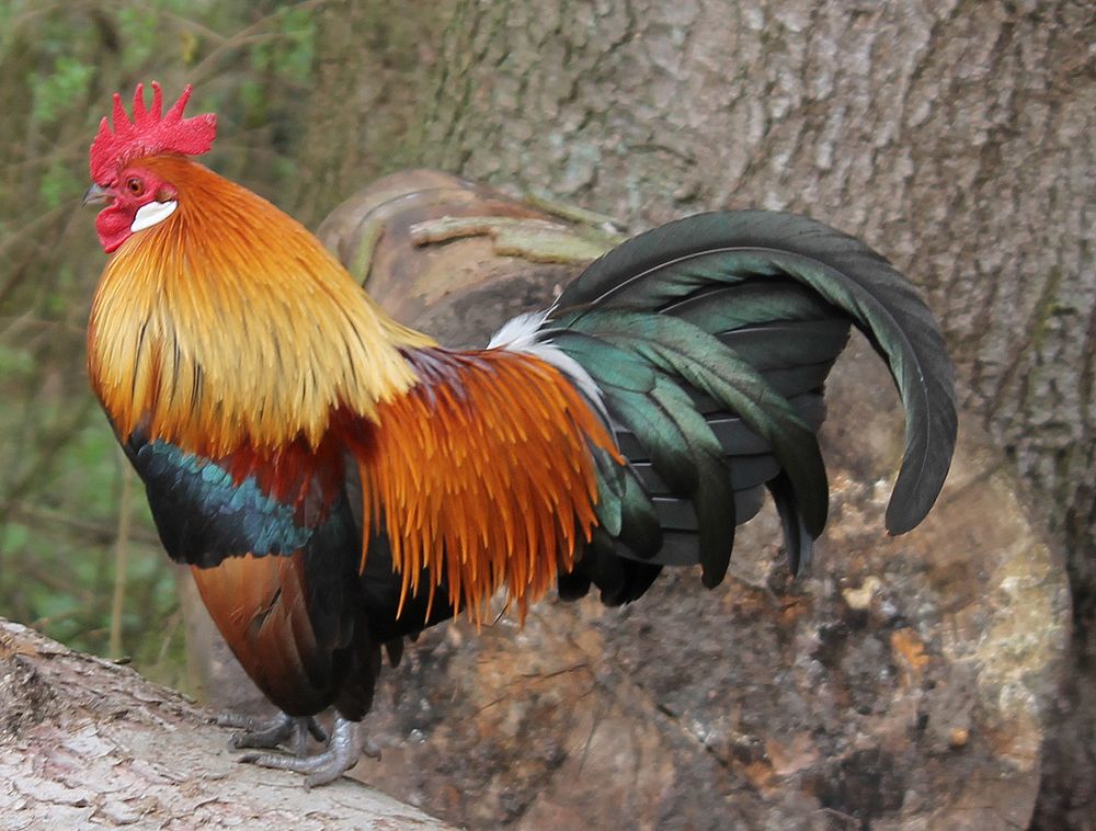 Der Gockel von seiner farbenprächtigster Seite Foto & Bild ...