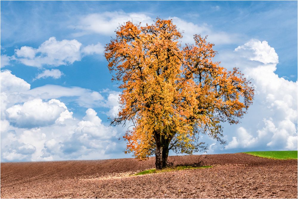 der Goldbaum Foto & Bild | fotos, bäume, natur Bilder auf fotocommunity