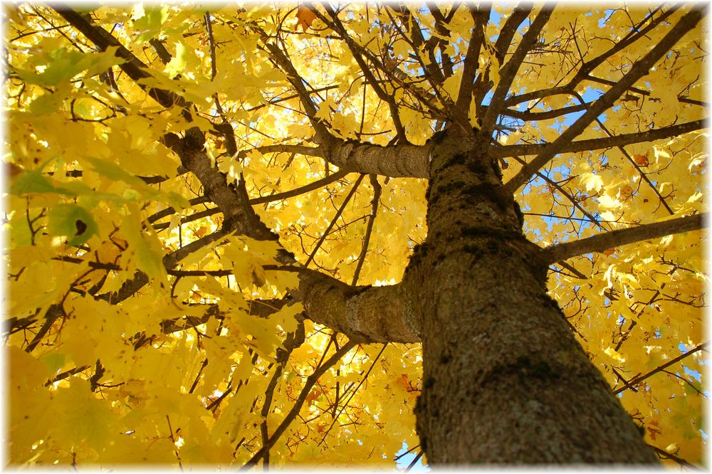 Der "Goldene Herbst".... Foto & Bild | jahreszeiten, herbst, natur Bilder auf fotocommunity