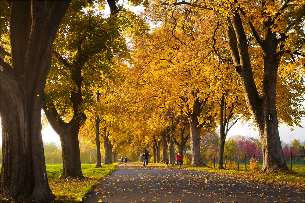 Der "Goldene Oktober" Foto & Bild | jahreszeiten, herbst, natur Bilder ...