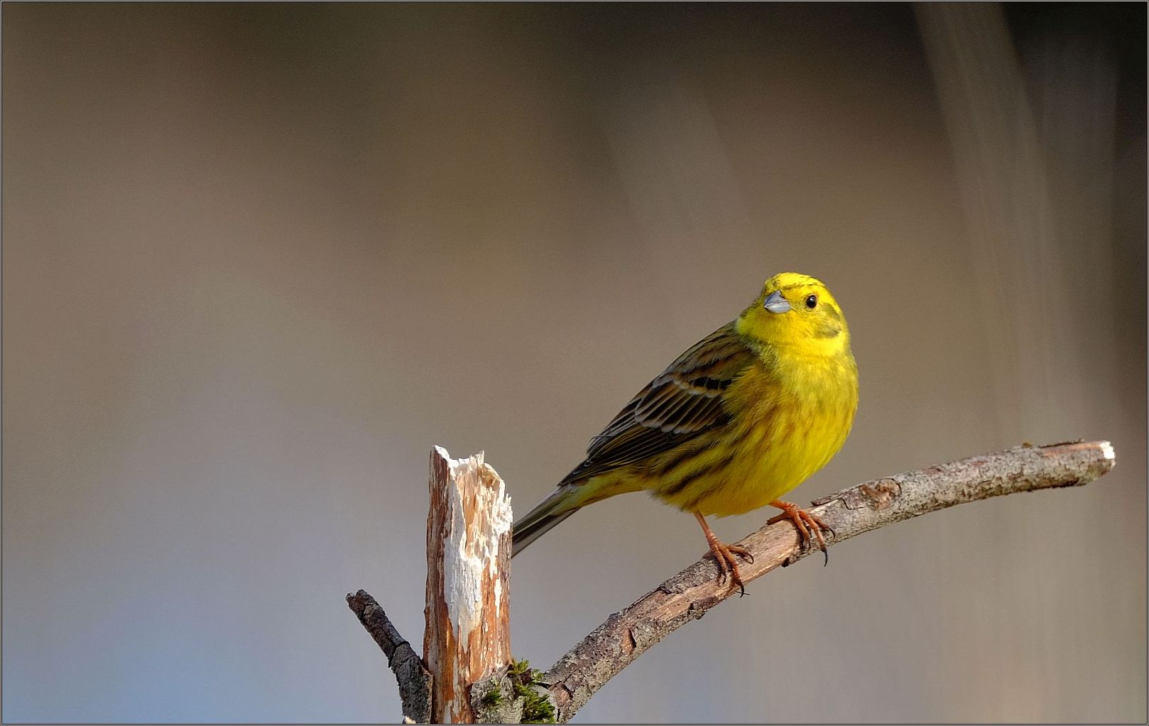 Der Goldige Foto & Bild | tiere, wildlife, wild lebende vögel Bilder ...