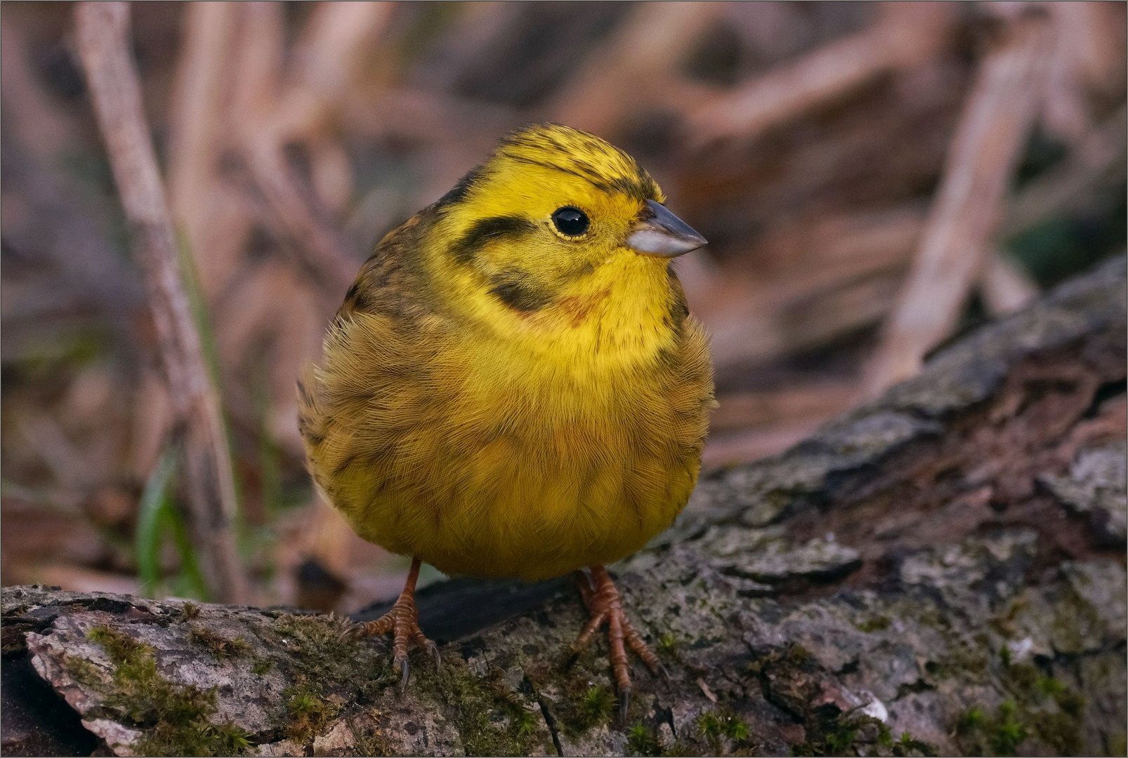 Der Goldige... Foto & Bild | tiere, wildlife, wild lebende vögel Bilder ...