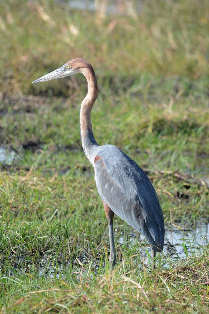 Der Goliathreiher, der größte Reiher der Welt. Foto & Bild | tiere, wildlife, wild lebende vögel ...