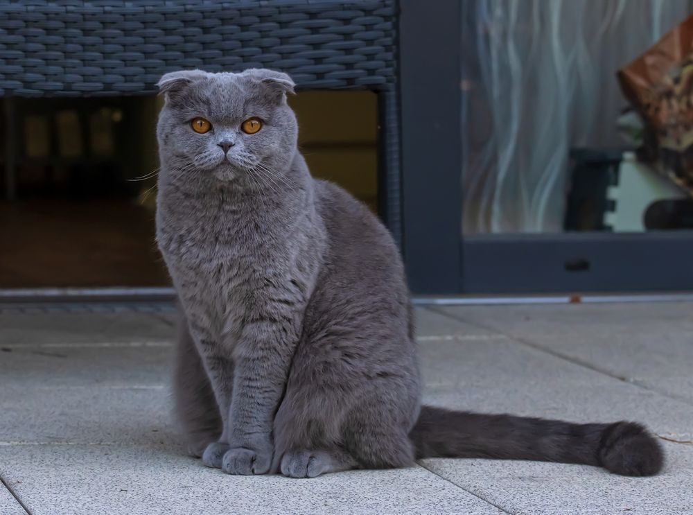 der Graue Foto & Bild | natur, kater, katzen Bilder auf fotocommunity