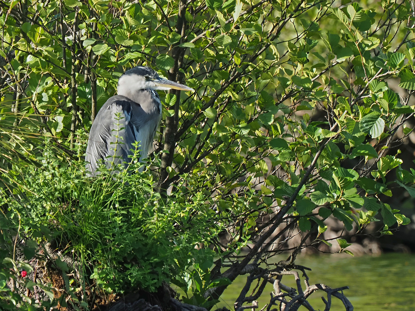Der graue Beobachter Foto & Bild | tiere, wildlife, wild lebende vögel ...