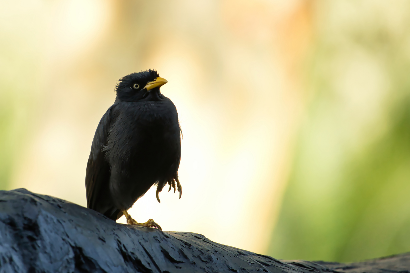 Der Graumaina (Acridotheres Javanicus) Foto & Bild | tiere, wildlife ...