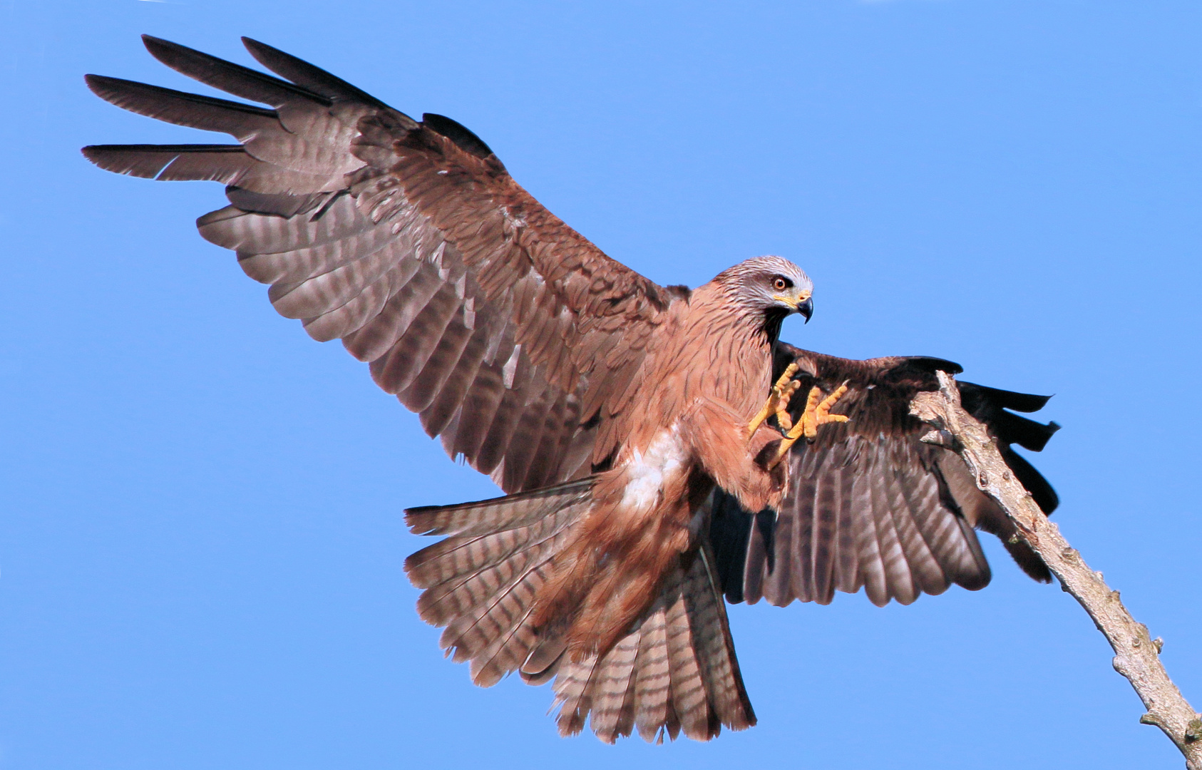 DER GREIFER Foto & Bild | natur, landung, tiere Bilder auf fotocommunity