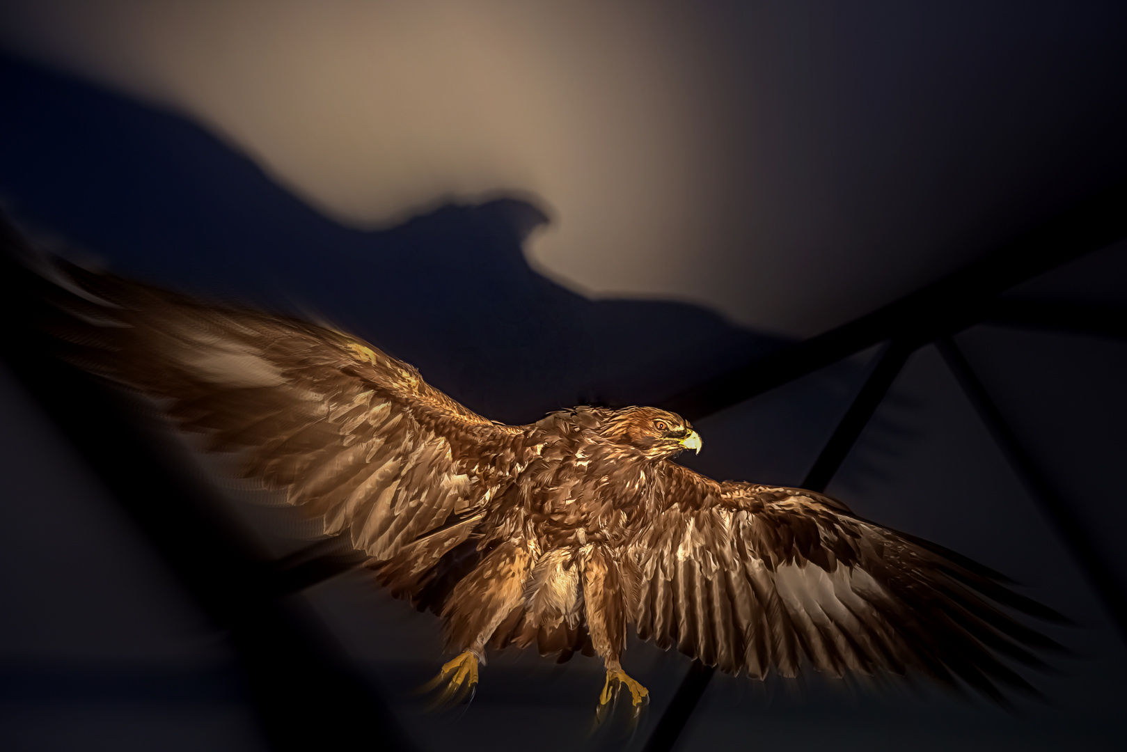 Der Greifvogel Foto & Bild | spezial, licht, natur Bilder auf fotocommunity