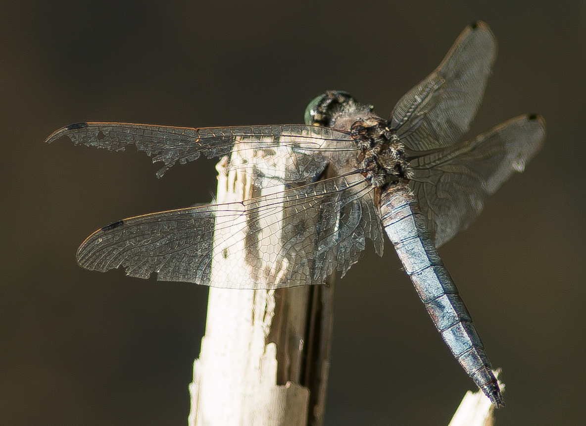 Der Greis Foto & Bild | tiere, wildlife, libellen Bilder auf fotocommunity