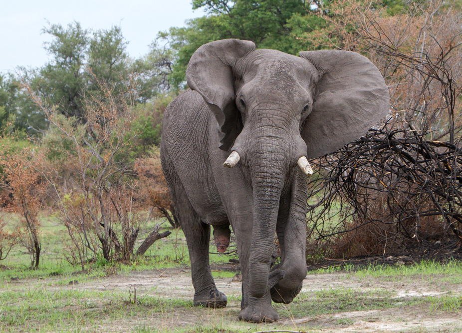 Der große Bulle Foto & Bild | tiere, wildlife, säugetiere Bilder auf ...