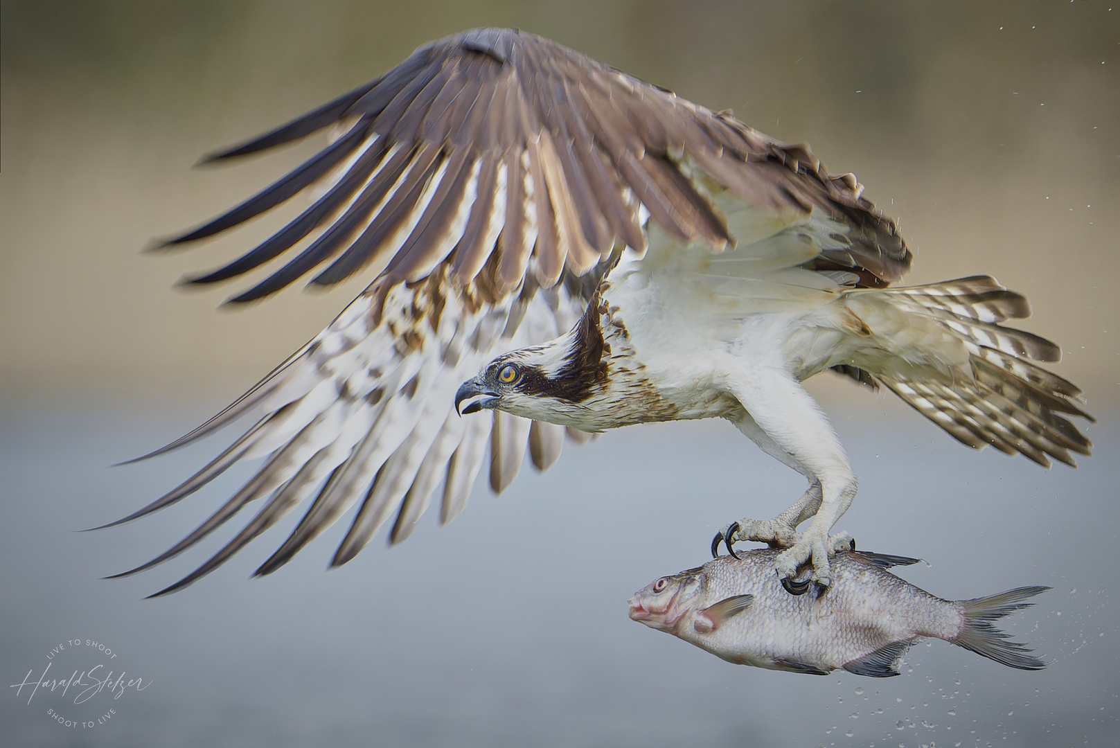 Der grosse Fang Foto & Bild | tiere, wildlife, wild lebende vögel ...