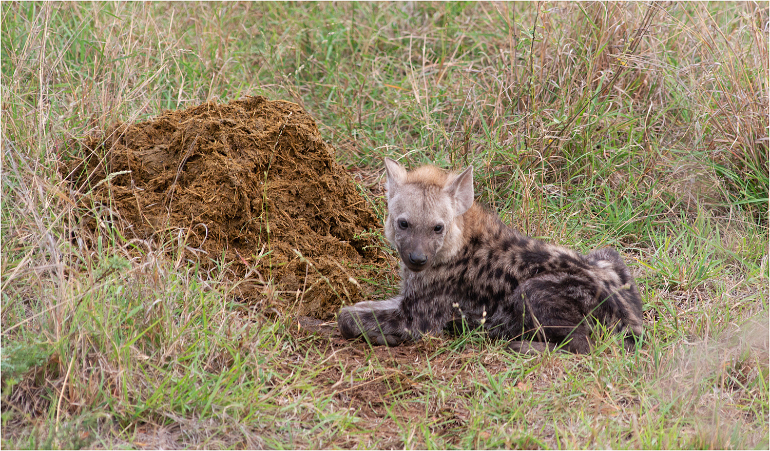 Der große Haufen Foto & Bild | tiere, wildlife, säugetiere Bilder auf ...