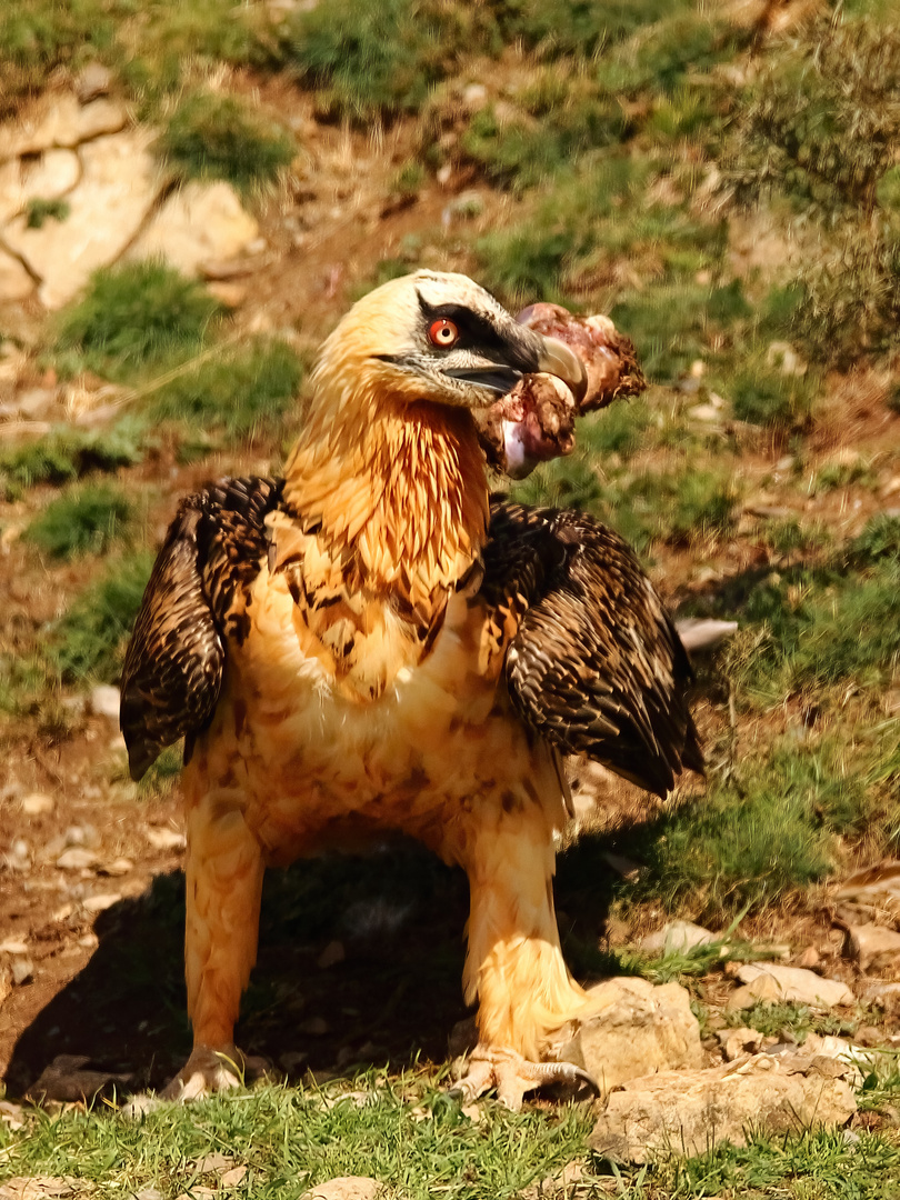 Der große Knochen! Foto & Bild | tiere, wildlife, natur Bilder auf ...