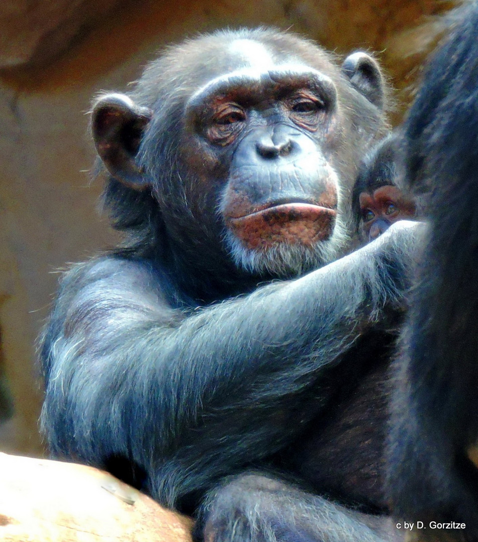 "Der Grübler " ! Foto & Bild | reportage dokumentation, stillleben ...