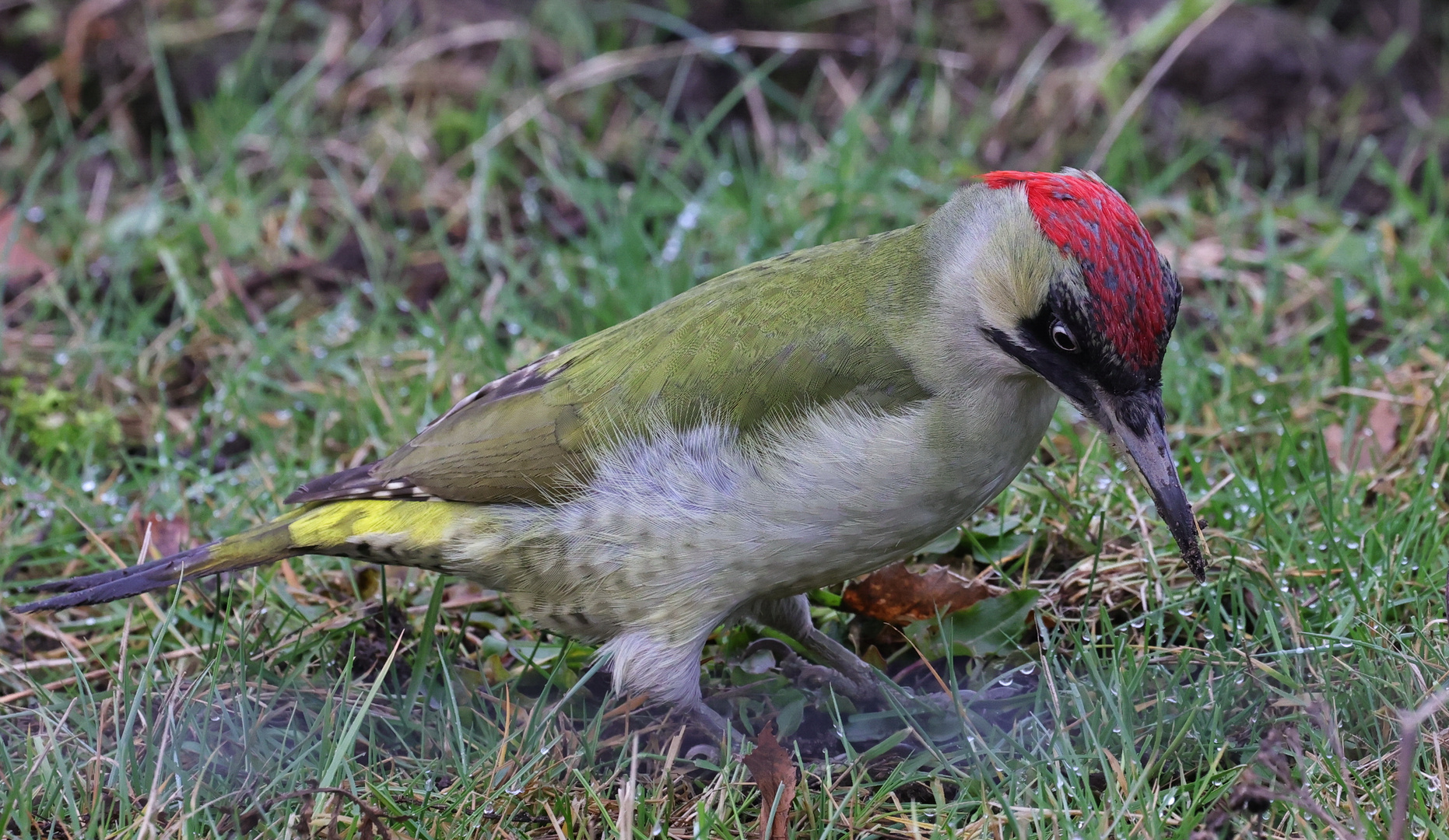 Der grüne Erdspecht... Foto & Bild | natur, tiere, vögel Bilder auf ...