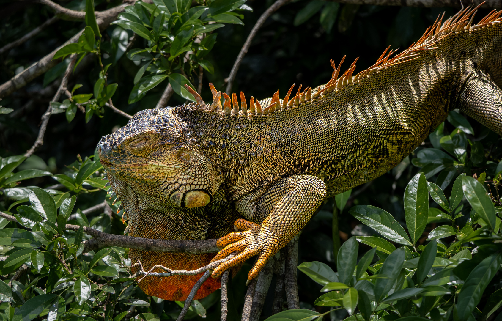 Der Grüne Leguan Foto & Bild | outdoor, natur, tiere Bilder auf ...