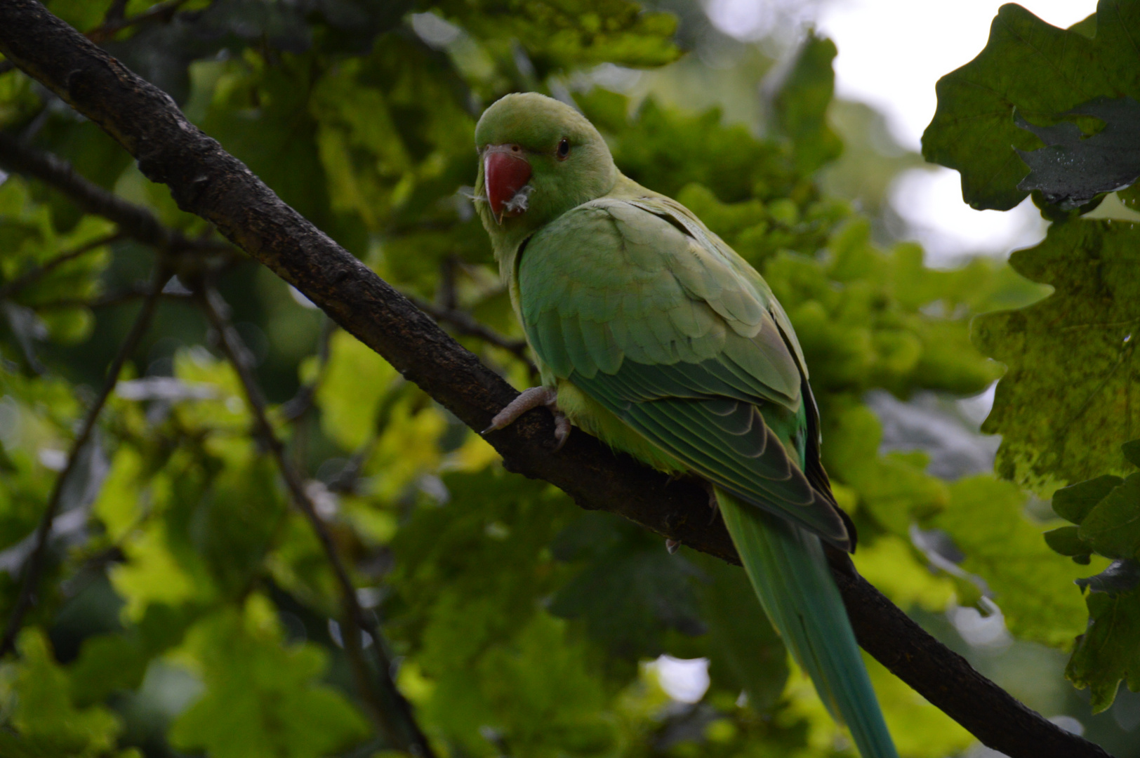 der grüne Papagei Foto & Bild | tiere, london, baum Bilder auf ...