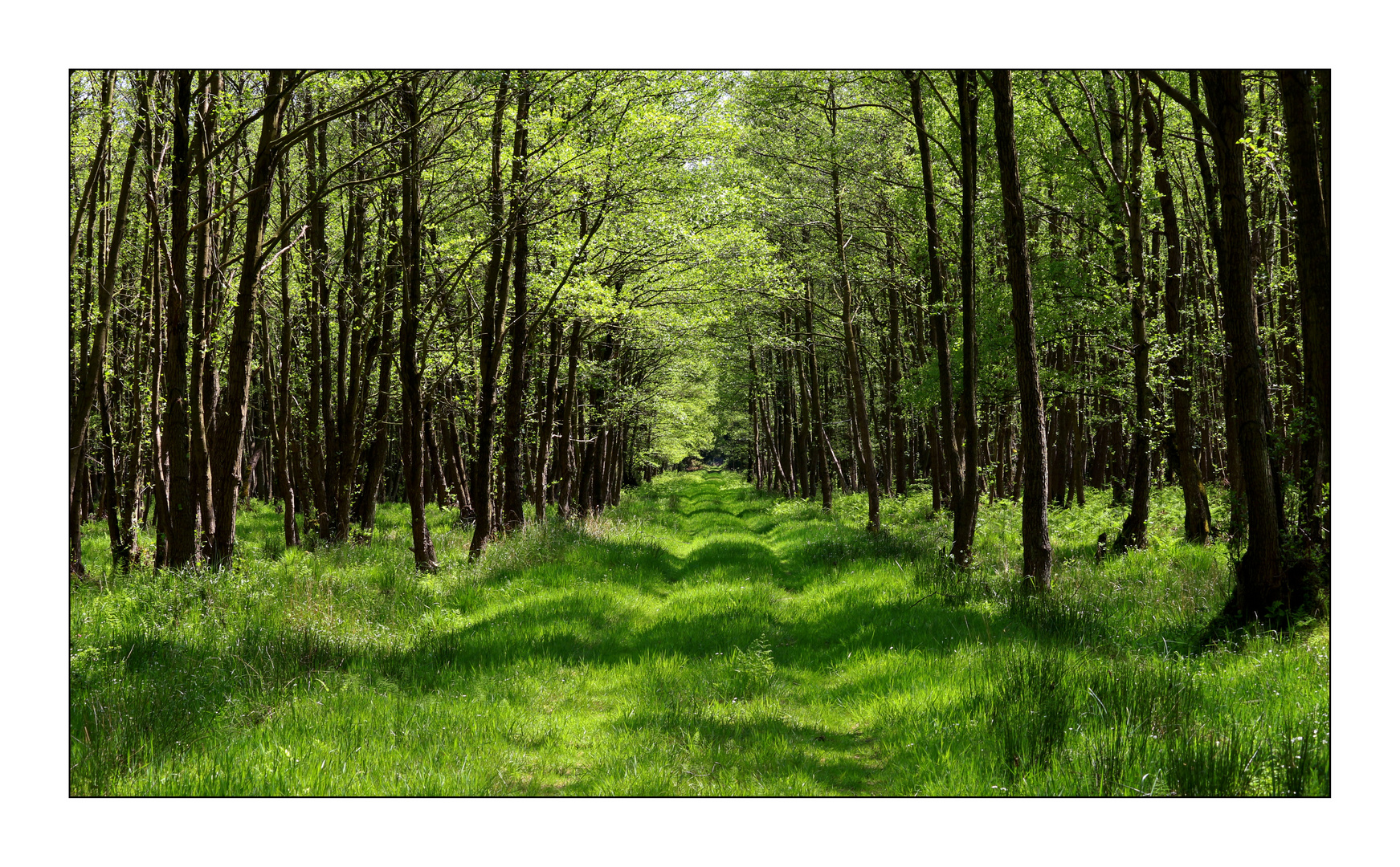 Der grüne Weg Foto & Bild | landschaft, wald, wege und pfade Bilder auf ...