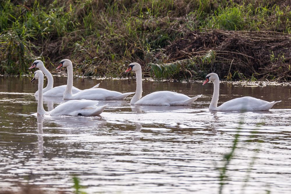 Der Grund... Foto & Bild | tiere, wildlife, wild lebende vögel Bilder ...