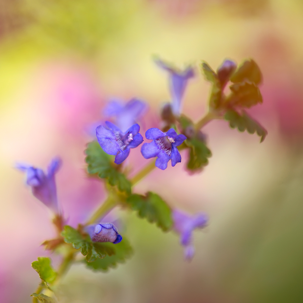 der gundermann - heilpflanze und gewürz Foto & Bild | nature fine art ...