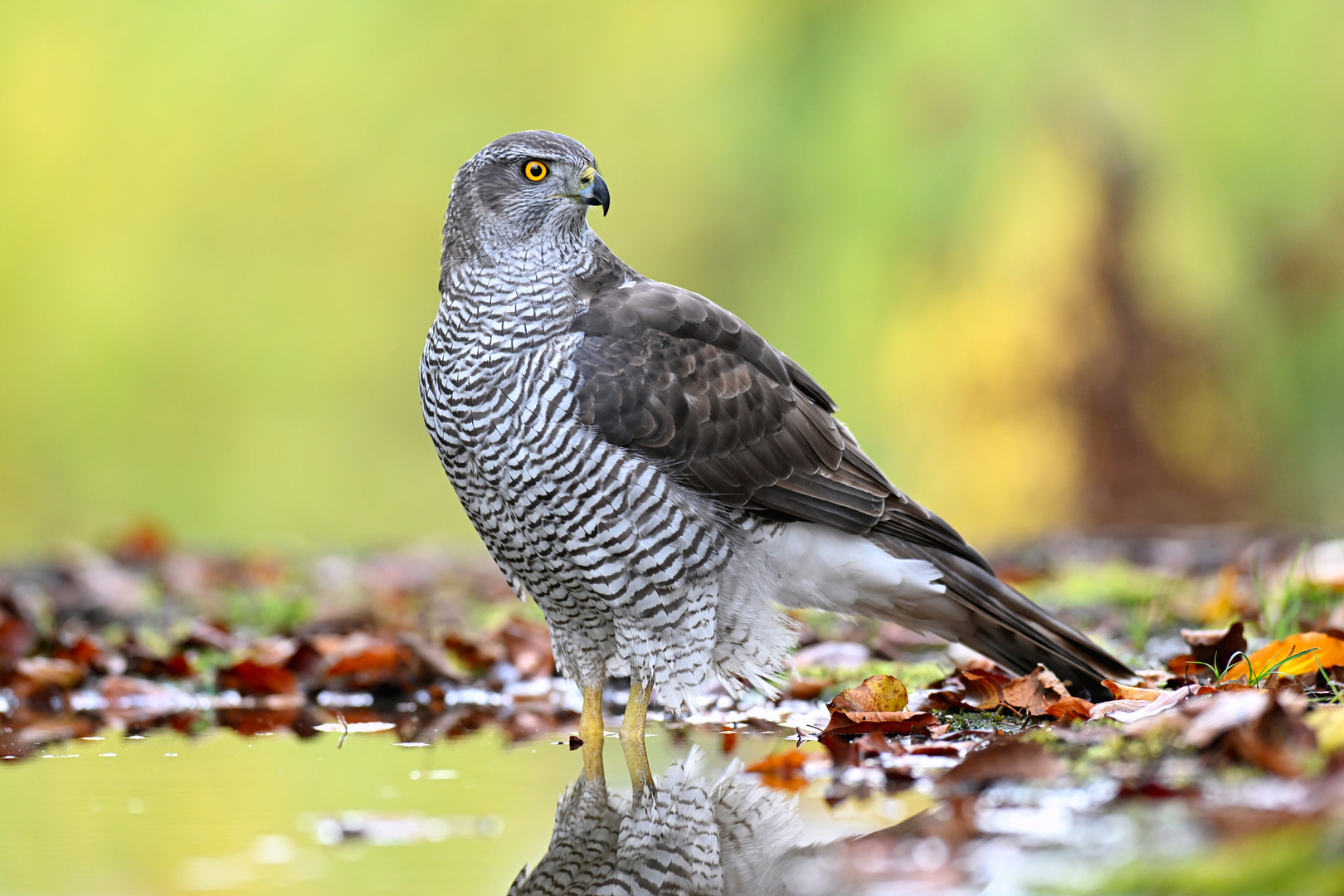 der Habicht.. Foto & Bild | natur, tiere, wildlife Bilder auf fotocommunity