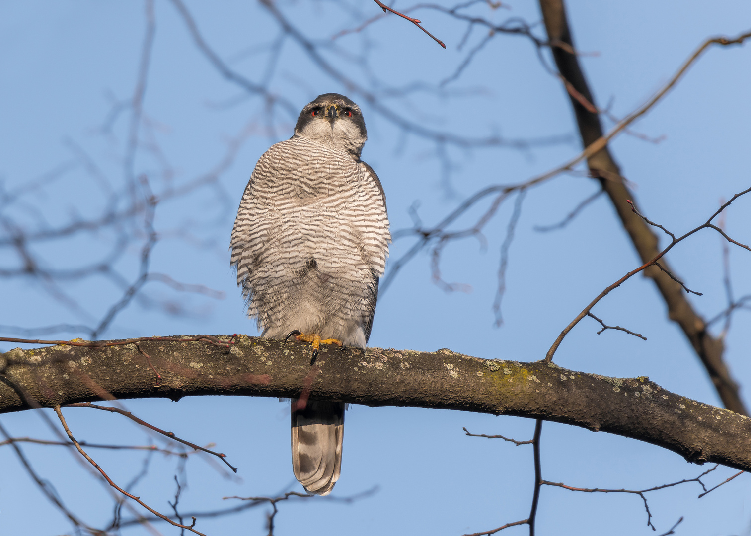 Der Habicht (Accipiter gentilis) Foto & Bild | tiere, wildlife, wild ...