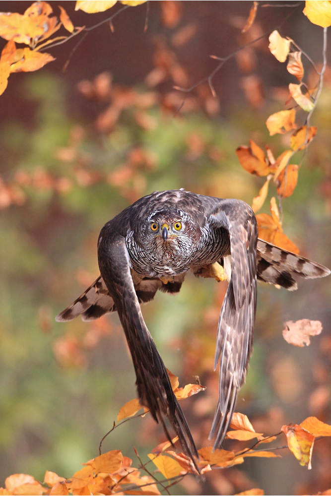 * Der Habicht* c Foto & Bild | tiere, zoo, wildpark & falknerei, vögel ...