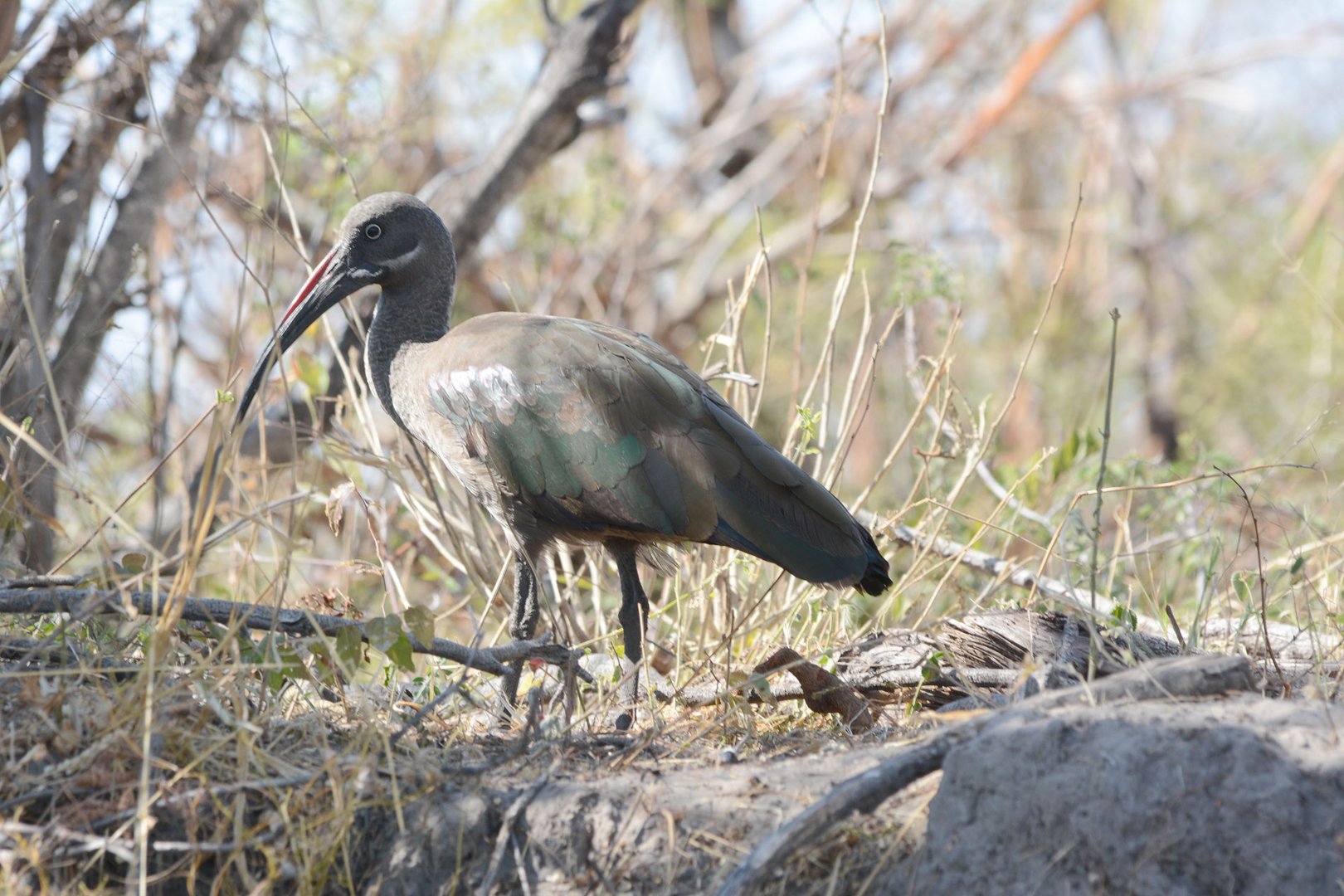 Der Hagedasch ein lauter Vogel Afrikas Foto & Bild | tiere, wildlife ...