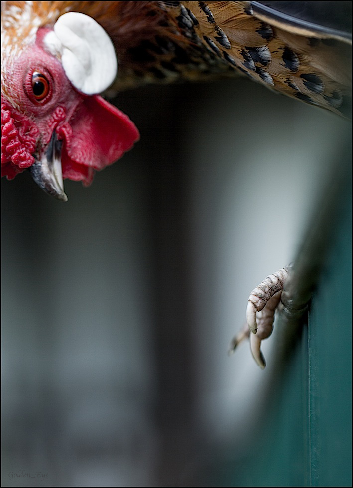 Der Hahn Foto & Bild | spezial, rot, grün Bilder auf fotocommunity