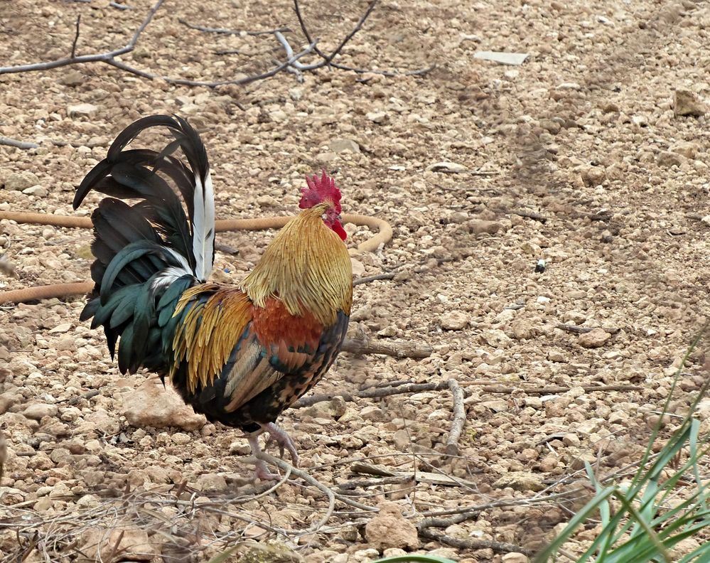 Der Hahn ... Foto & Bild | tiere, haustiere, nutztiere Bilder auf ...