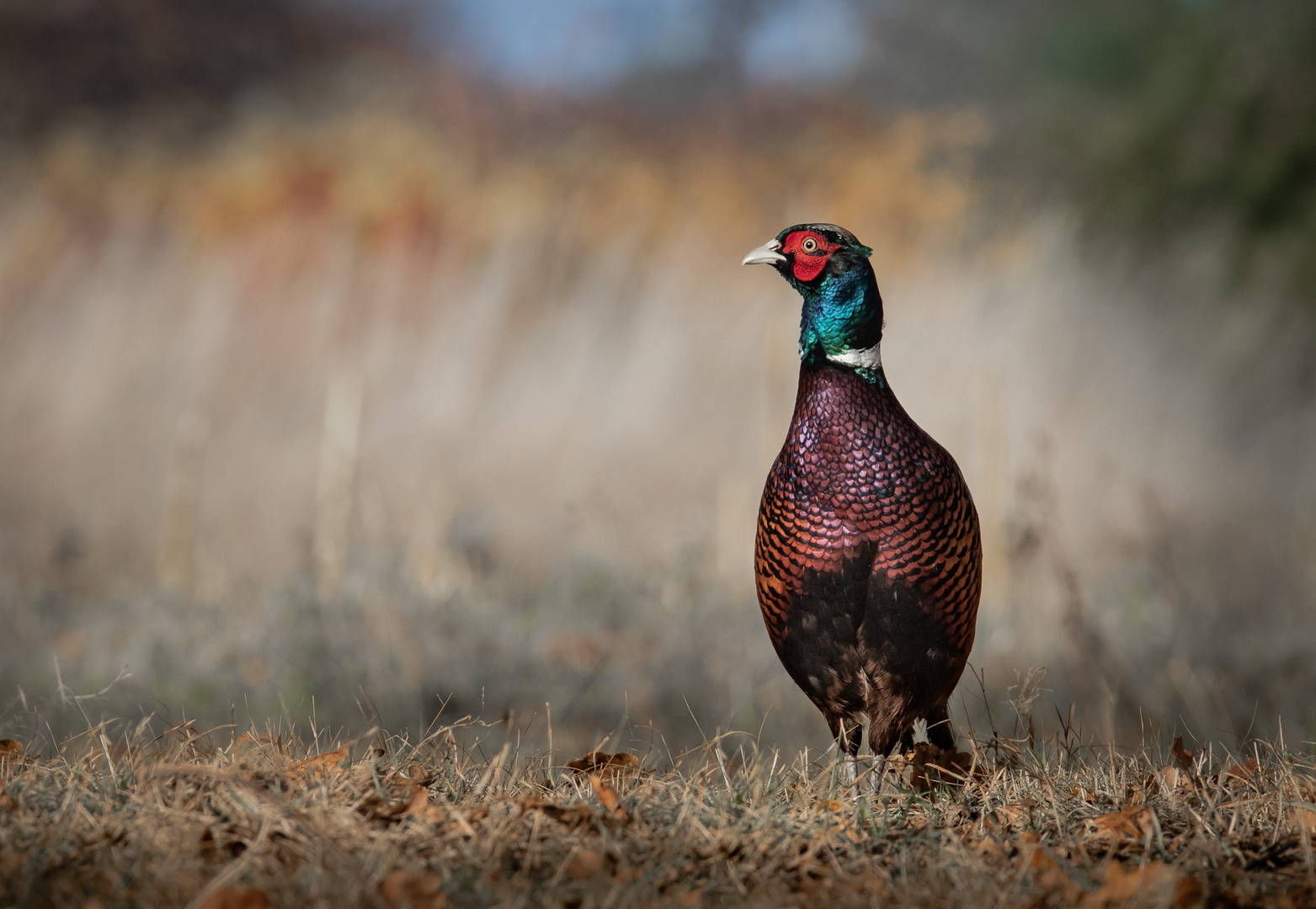 Der Hahn Foto & Bild | tiere, wildlife, wild lebende vögel Bilder auf ...