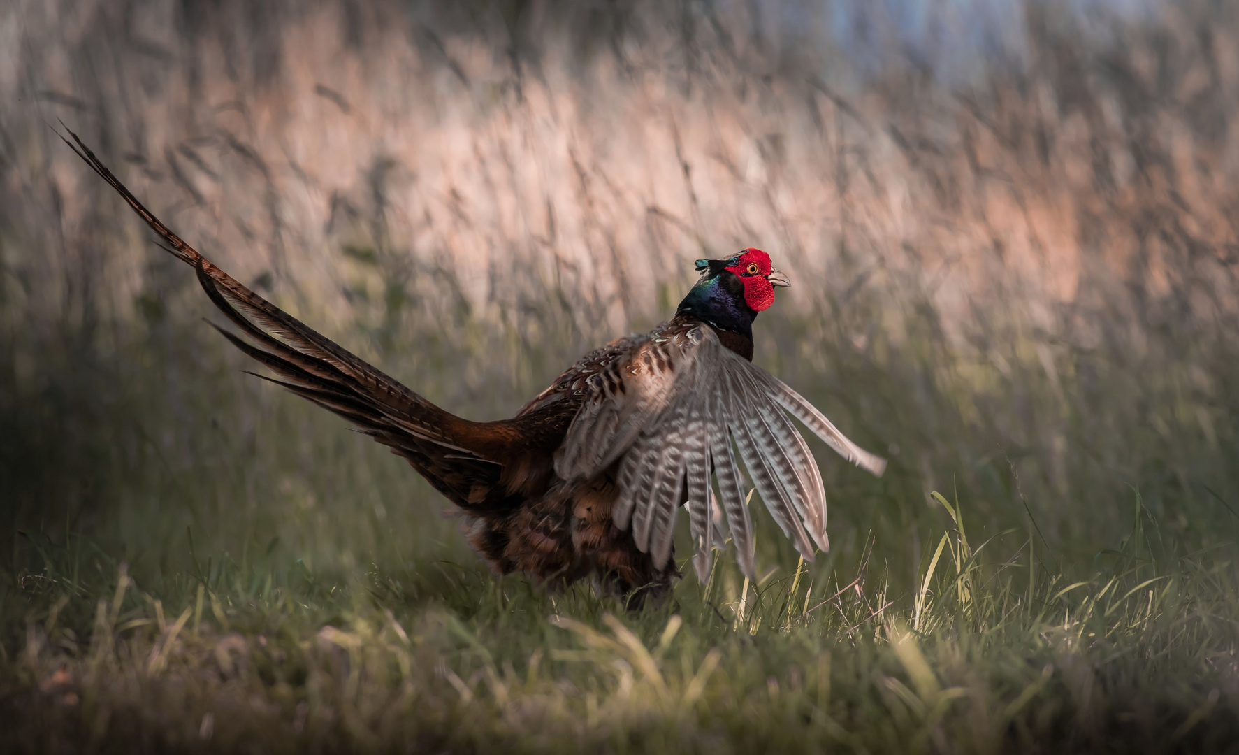Der Hahn Foto & Bild | tiere, wildlife, wild lebende vögel Bilder auf ...