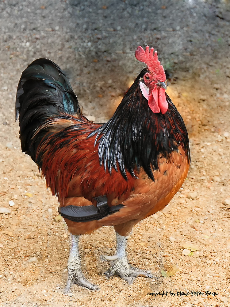 Der Hahn Foto & Bild | tiere, haustiere, nutztiere Bilder auf fotocommunity