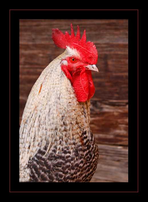 Der Hahn Foto & Bild | tiere, haustiere, nutztiere Bilder auf fotocommunity