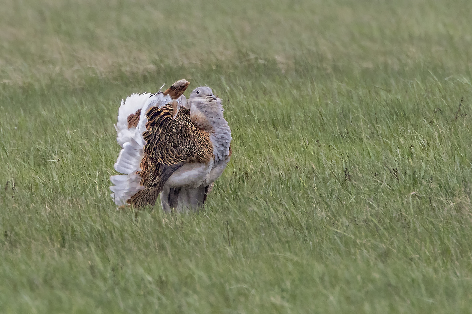 der Hahn Foto & Bild | tiere, wildlife, wild lebende vögel Bilder auf ...