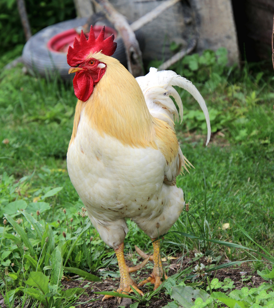 der Hahn Foto & Bild | deutschland, europe, mecklenburg- vorpommern ...