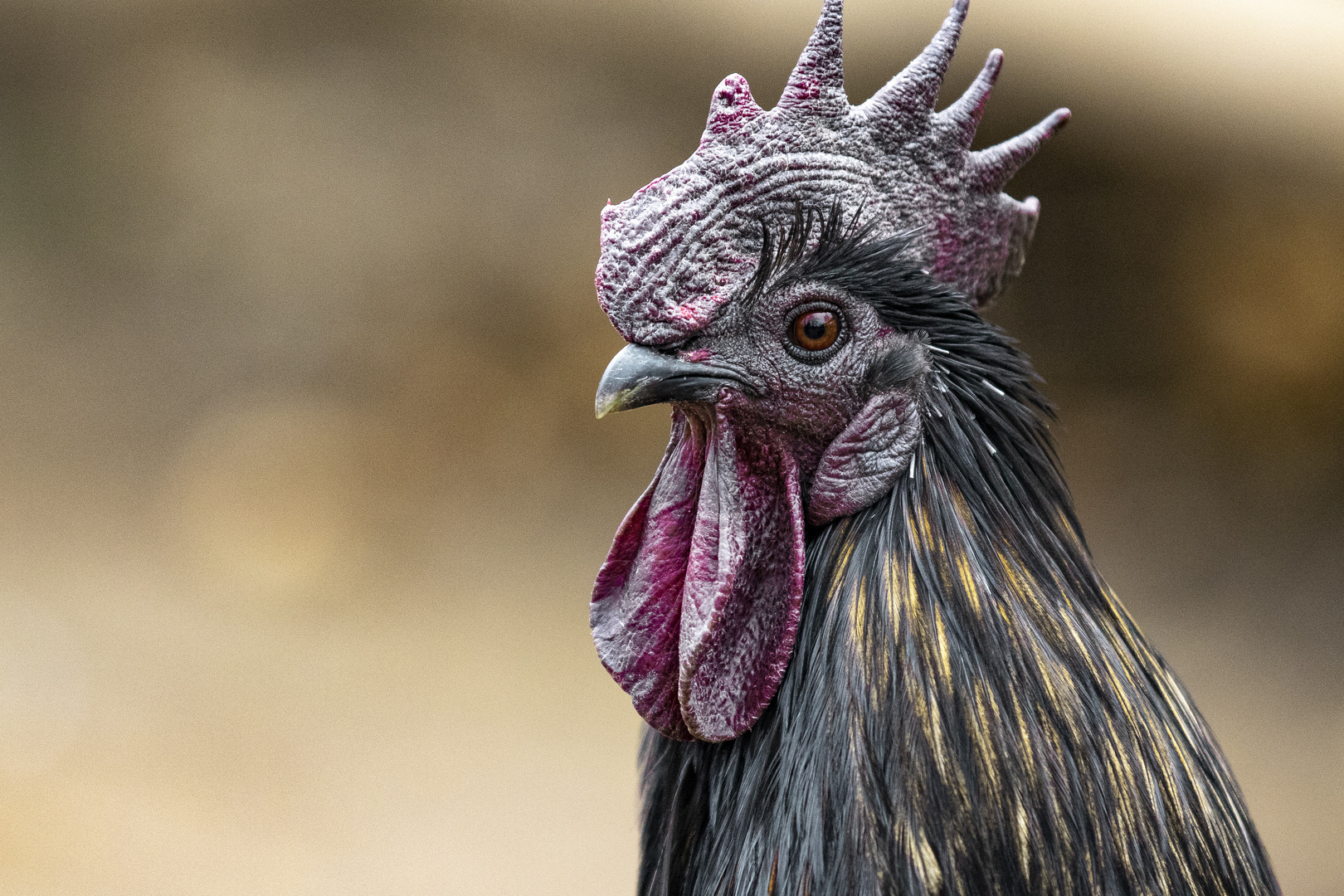 Der Hahn Foto & Bild | tiere, zoo, wildpark & falknerei, outdoor Bilder ...