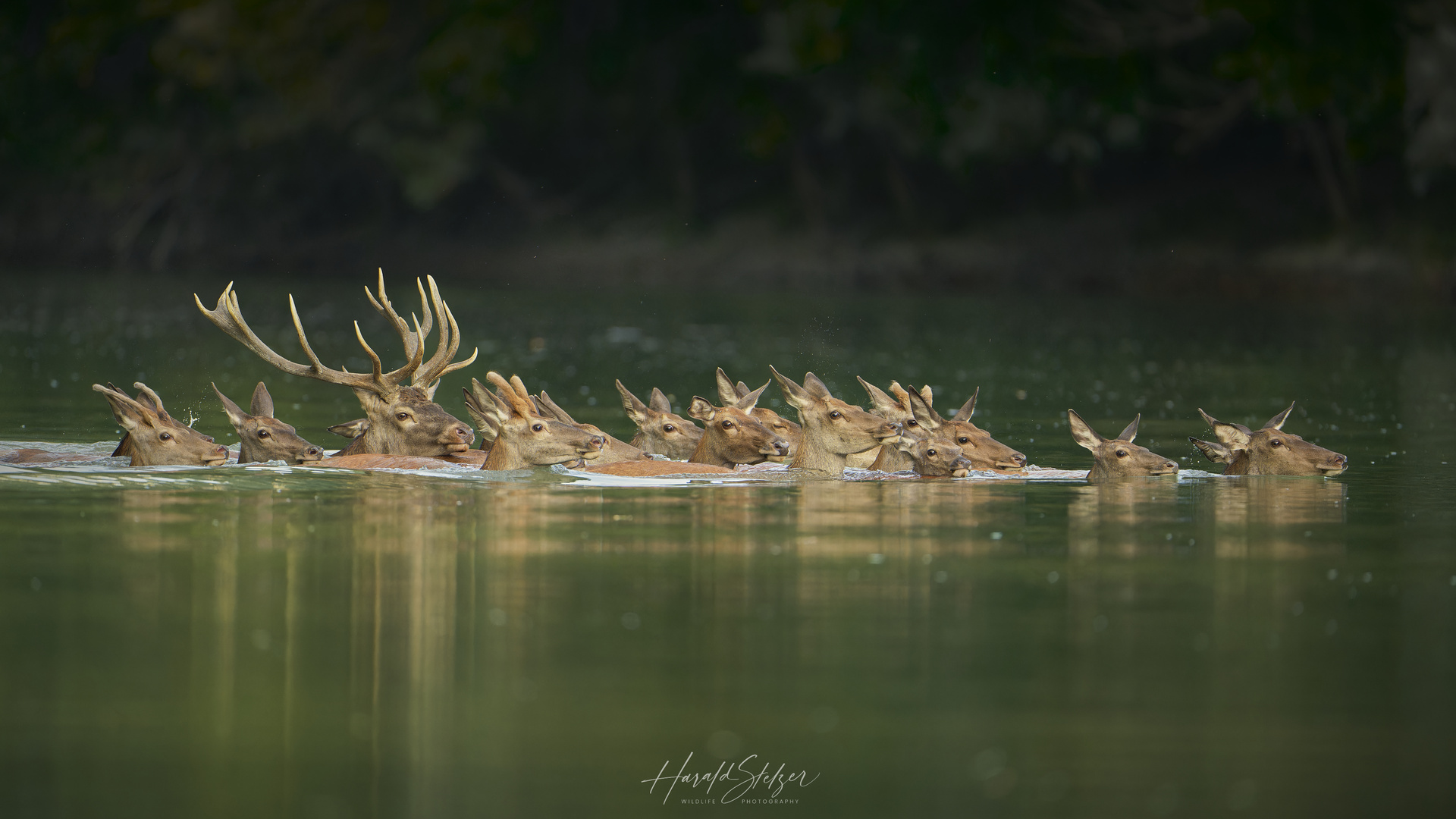 Der Hahn im Korb Foto & Bild | tiere, wildlife, säugetiere Bilder auf ... Der Hahn im Korb Foto & Bild | tiere, wildlife, säugetiere Bilder auf ...