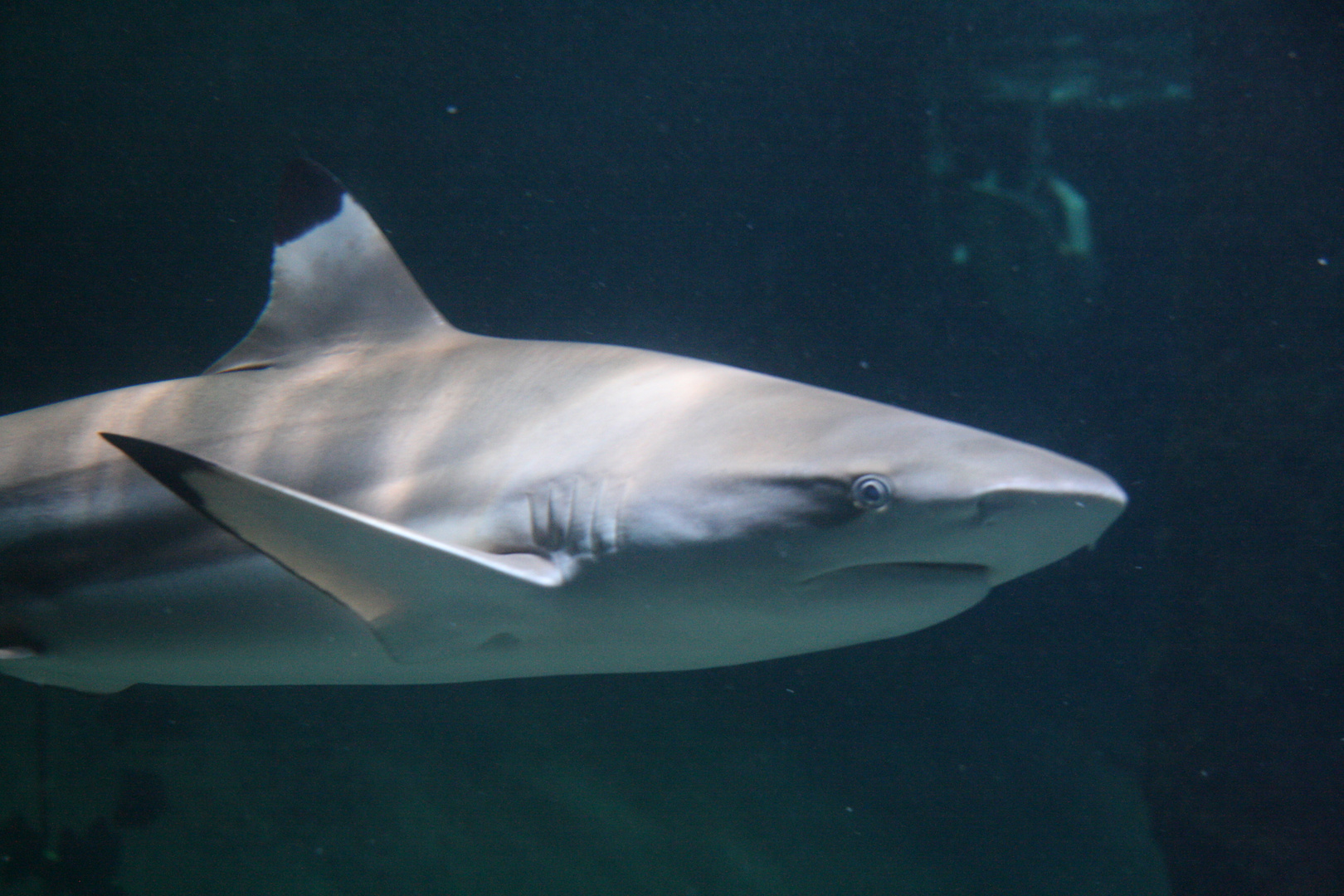 Der Hai Foto & Bild | tiere, natur Bilder auf fotocommunity